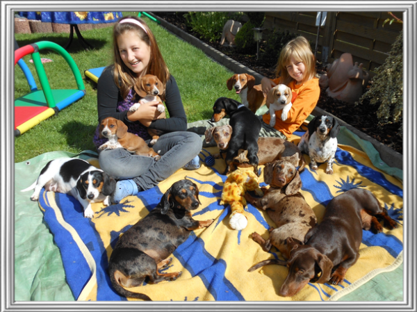 Unsere Dackel - Tigerdackel