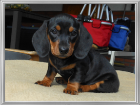 Farben - Tigerdackel